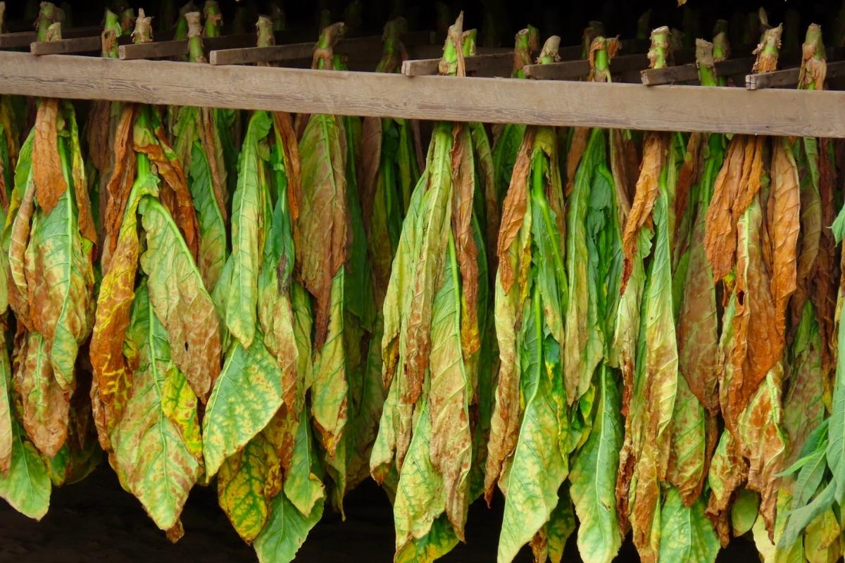 Flue Curing Tobacco: Unlocking the Secrets of Superior Flavor and Aroma